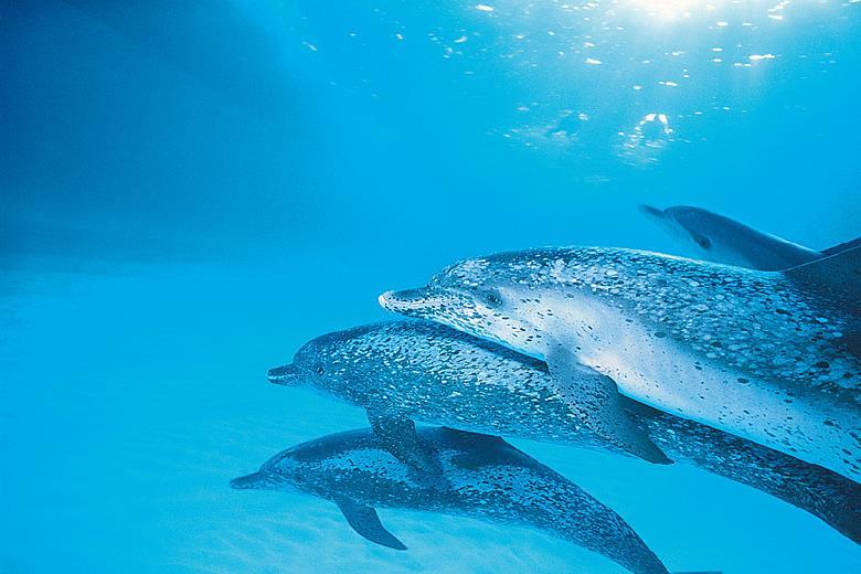 Underneath the Sea | Article | Onestopenglish