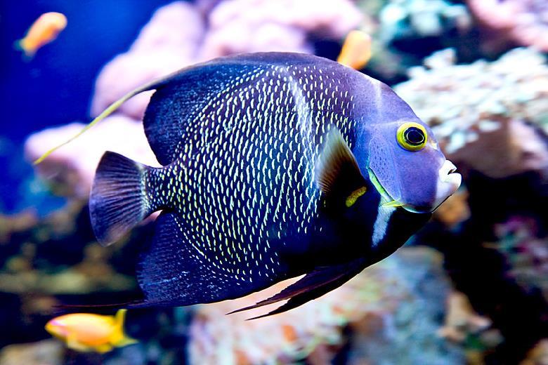 Selections level 5: The life of a fish | Article | Onestopenglish