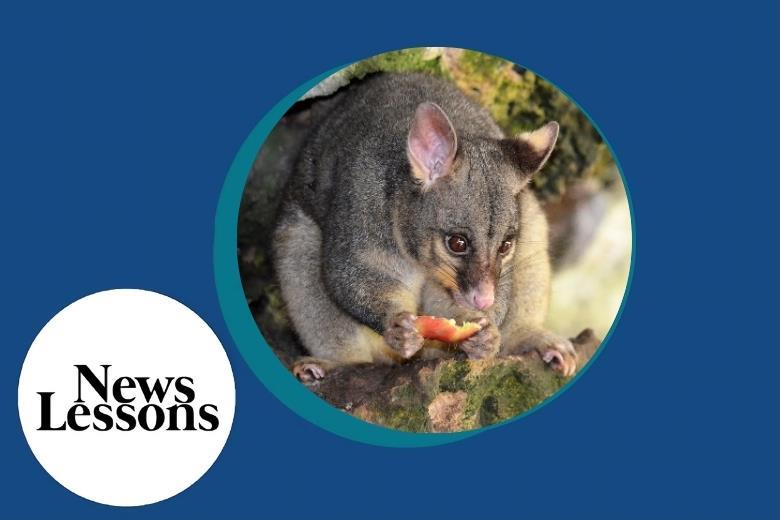 Onestopenglish News Lessons: When a sick possum showed up in my garden ...